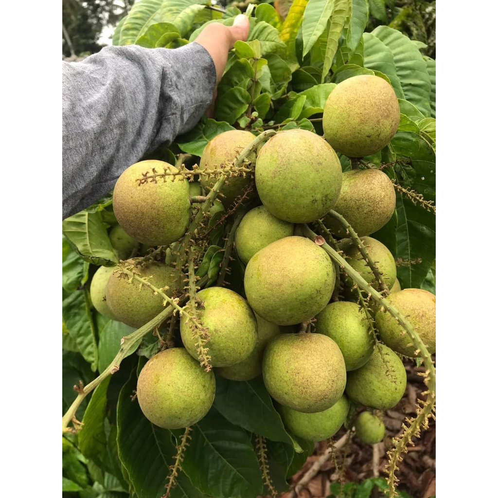 Anak Pokok Longan Brazil Buah Besar | Shopee Malaysia