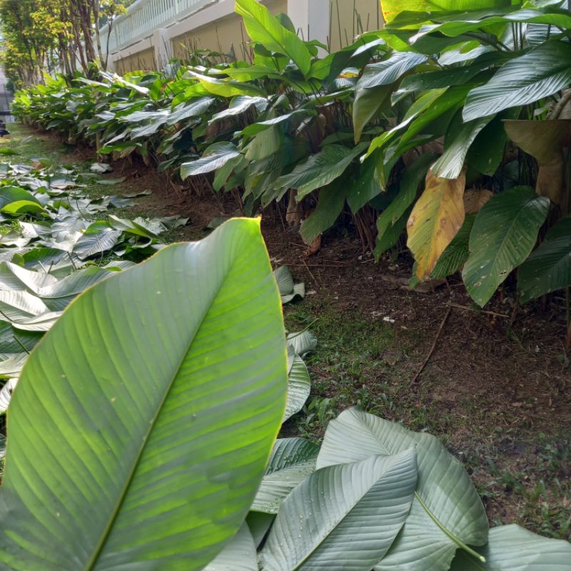 15 pcs Daun Lirik , Ngirik , Lerek for lemang and Kelupis dan Bakar ...