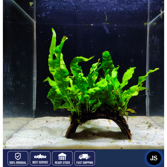 🔥Buy 3 Free 1🔥Anubias, Windelov & Java Fern Aquatic Live Plant (Anubias ...
