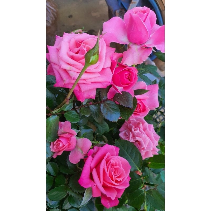 pokok Bunga Rose hybrid thai,pokok hidup. | Shopee Malaysia