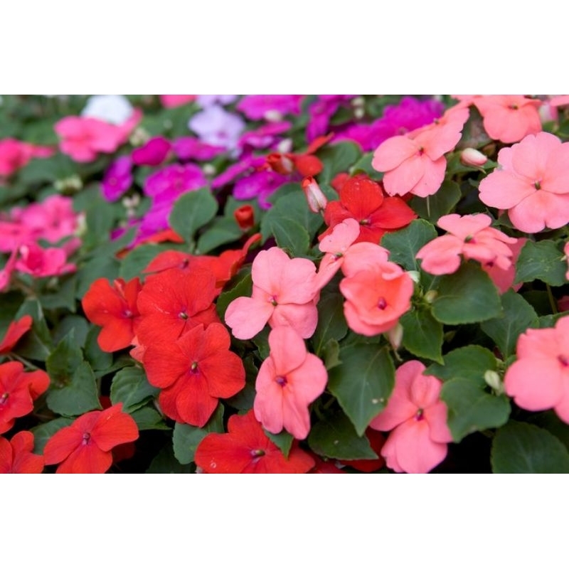 Impatiens walleriana (live plant) Small plant | Shopee Malaysia