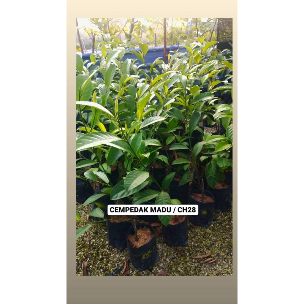 pokok cempedak madu c28 pokok tinggi | Shopee Malaysia