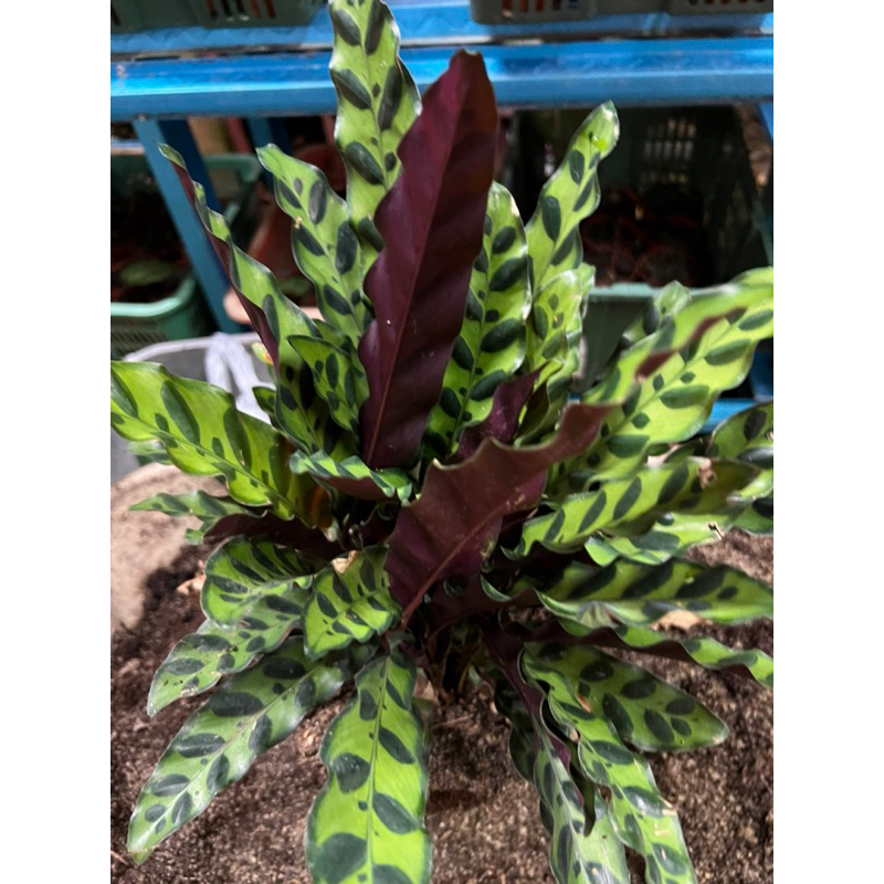 pokok Calathea Lancifolia Rattle Snake | Shopee Malaysia