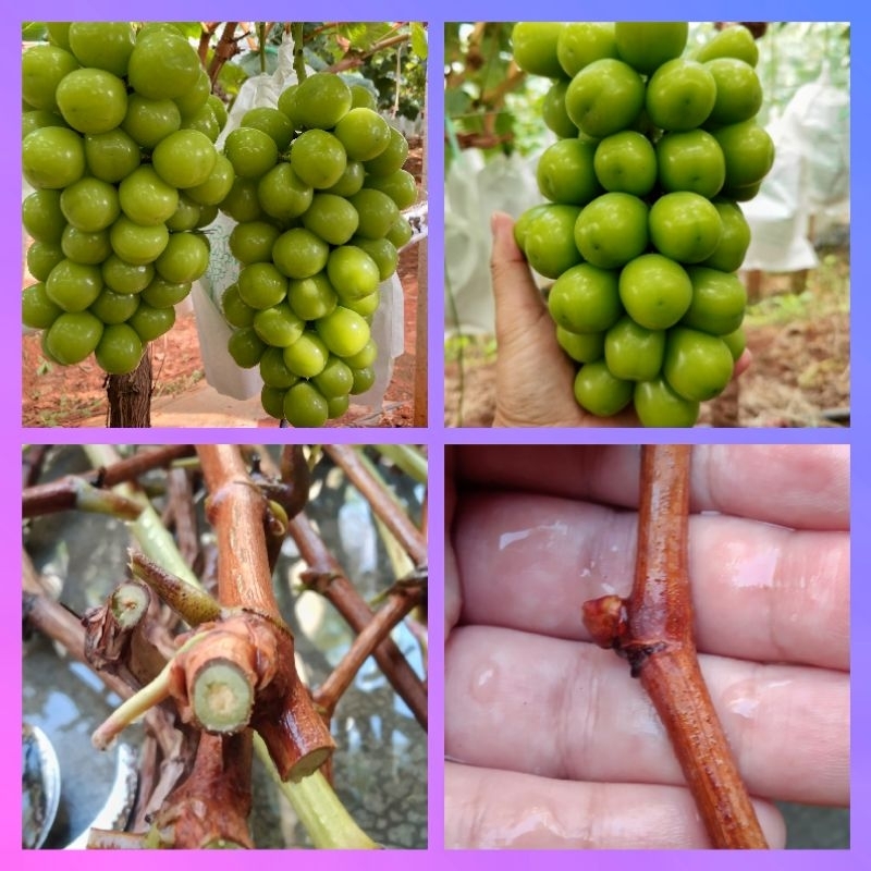 Shine Muscat (PREMIUM GRAPE🌟🌟🌟🌟🌟) Cuttings (12inci pcs) scion available ...