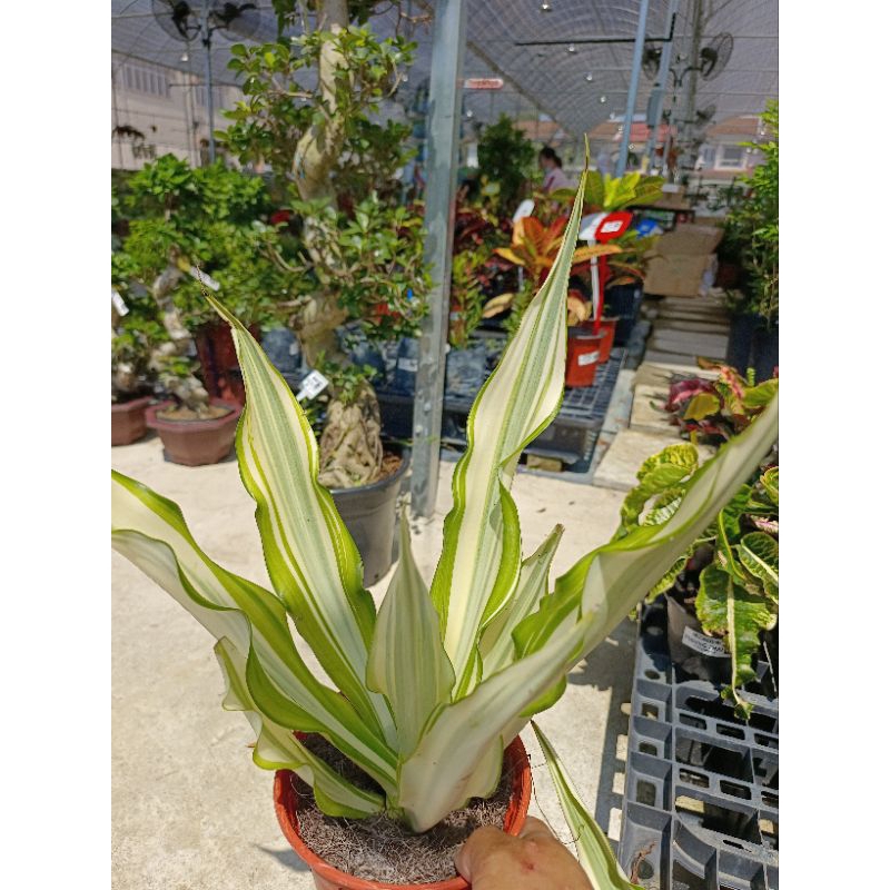 Happi GO 1Pot Furcraea Pokok Agave 万年麻 (Live Plant) | Shopee Malaysia
