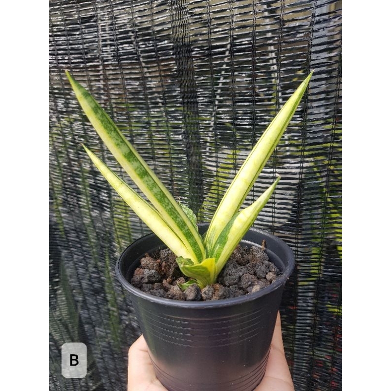 Sansevieria Cylindrica Boncel Variegated 💛💚💛 | Shopee Malaysia