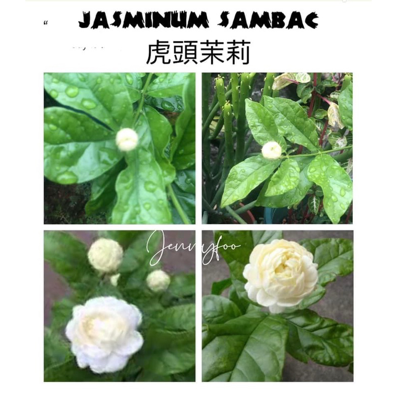 虎头茉莉花 Pokok Bunga Melur Susun Harum Wangi / Melur Rose / Jasminum ...