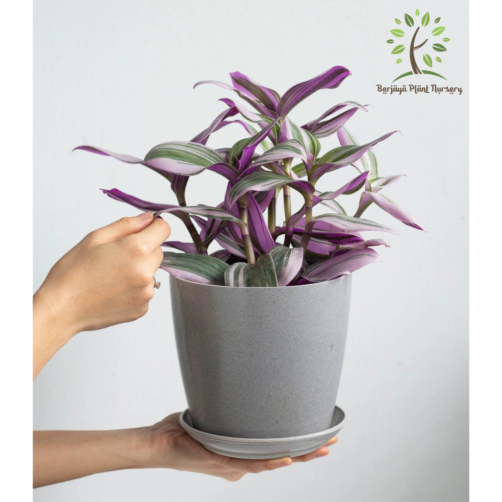 Berjaya Plant Nursery - Tradescantia/Hanging Plant(Pokok Bunga Hidup ...
