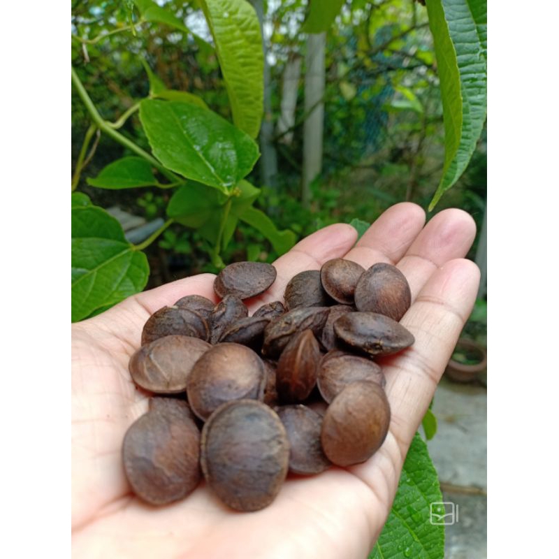 Benih Sacha Inchi Gred AAA. beli 1 percuma 1 | Shopee Malaysia