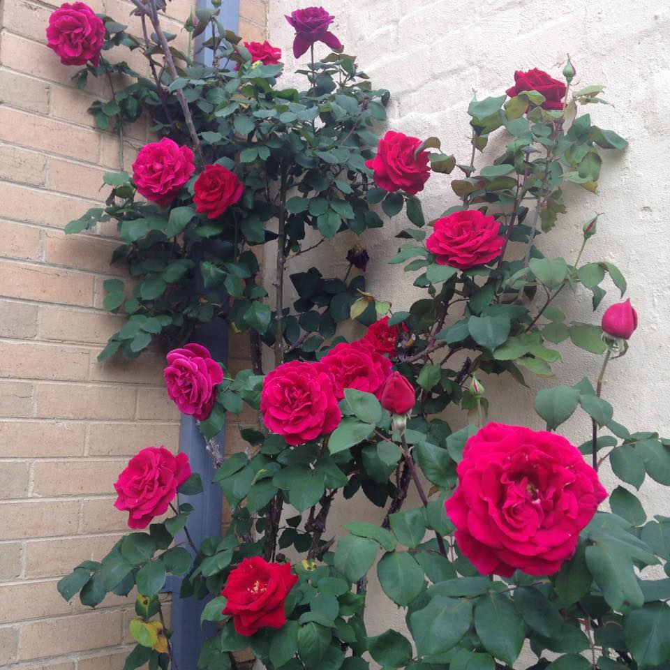[Hot Selling] Seven Sisters and Mr Lincoln CLIMBING ROSE Flower Plants ...