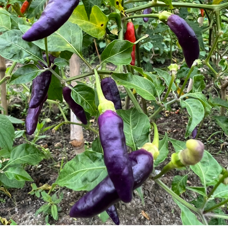 Biji Benih cili kampung Ungu 15pcs / Purple Chili seeds | Shopee Malaysia