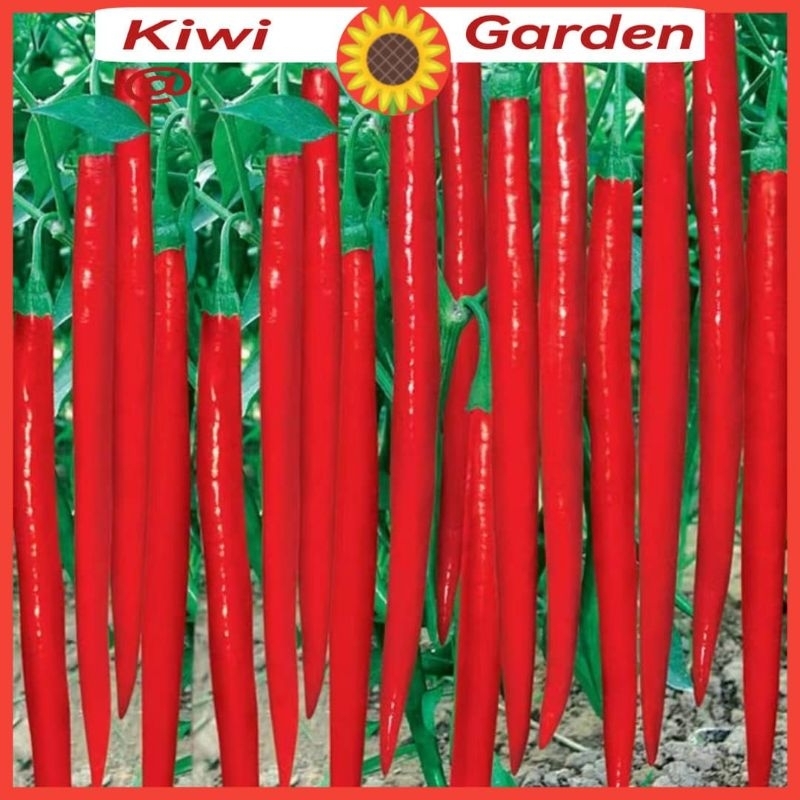Long Red Pepper chili Seeds (80+/-) Benih Lada Cili Merah panjang ...