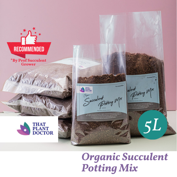 Organic Succulent Potting Mix (5L / 2KG) (Cactus, Haworthia, Echeveria, Aloe, Agave) | Shopee ...