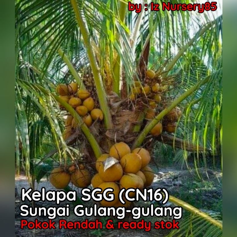 Benih Kelapa SGG/ Rendah / Rendang / Nyior/ CN16 (Sungai Gulang-Gulang) Ready Stok | Shopee Malaysia