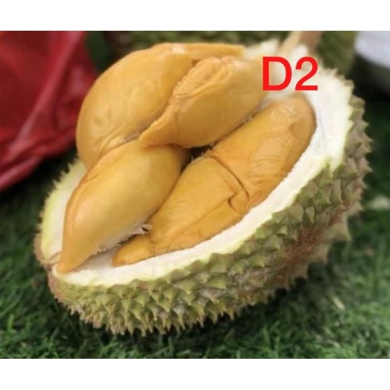 ANAK BENIH POKOK DURIAN KLON D2 DATO NINA | Shopee Malaysia