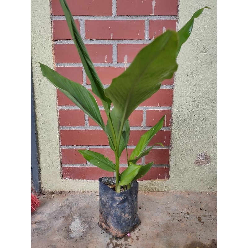 Anak pokok temu pauh | Shopee Malaysia