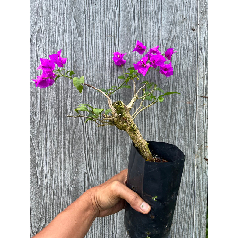 POKOK BUNGA KERTAS DARK PURPLE BATANG BESAR | Shopee Malaysia