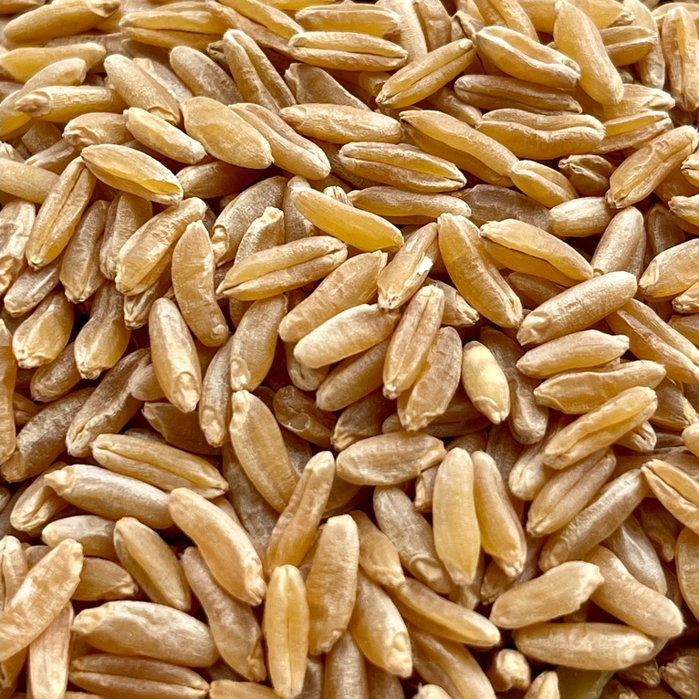 Kamut Khorasan Grain and Freshly Ground Flour | Organic Certified ...