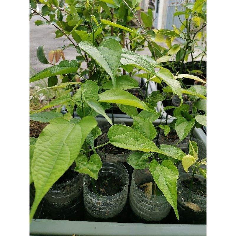 Pokok Sacha inchi mudah di jaga. | Shopee Malaysia