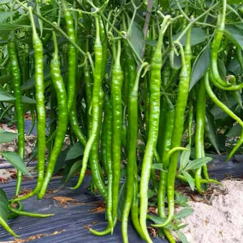 Biji Benih Lada Cili Panjang Pedas / Long Spicy Pepper Chili Seeds ...