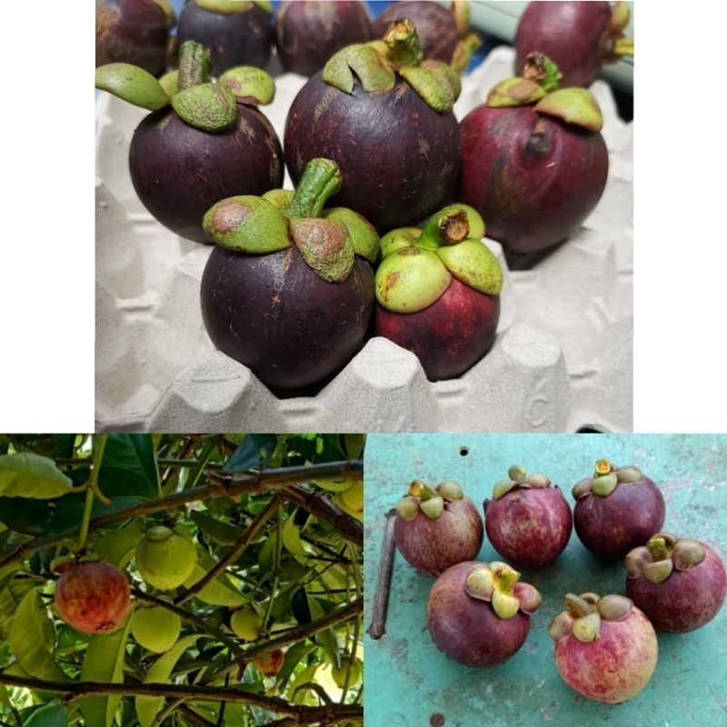 Fresh Mangosteen Japan / Mangis Japan ( Mangis mesta) / 新鲜采日本山竹（ship in ...