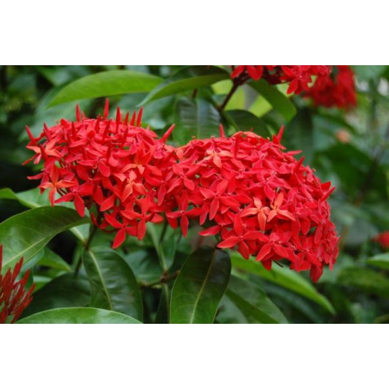 pokok bunga pecah periuk / pokok jejarum / ixora pokok legend | Shopee ...