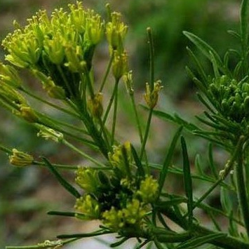 Biji Benih Bunga Daun Ubat Cina Chinese Herb Traditional Medicine ...