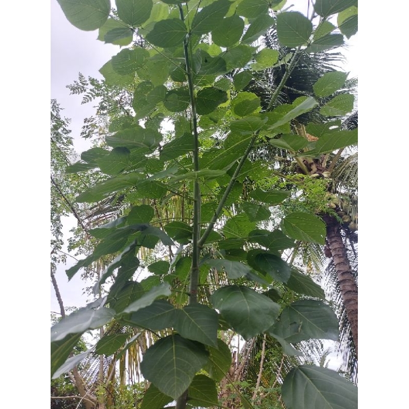 Kalyana Murunggai @ Indian Coral tree | Shopee Malaysia