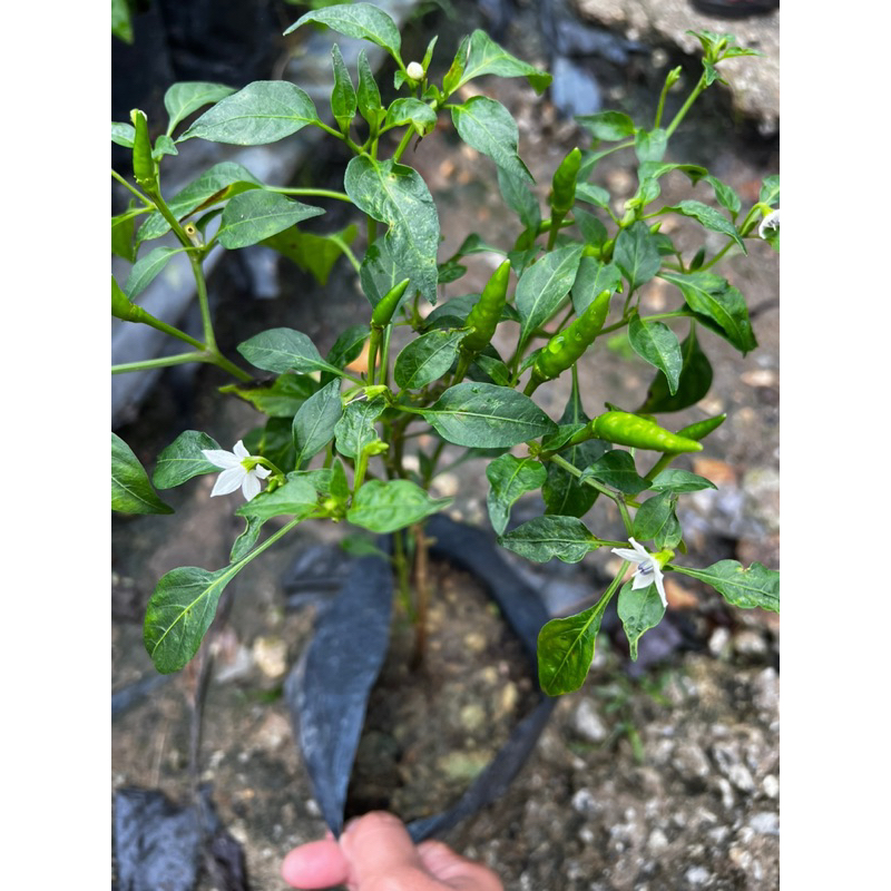Cili Padi Tahan Panas / Pedas Berapi | Shopee Malaysia
