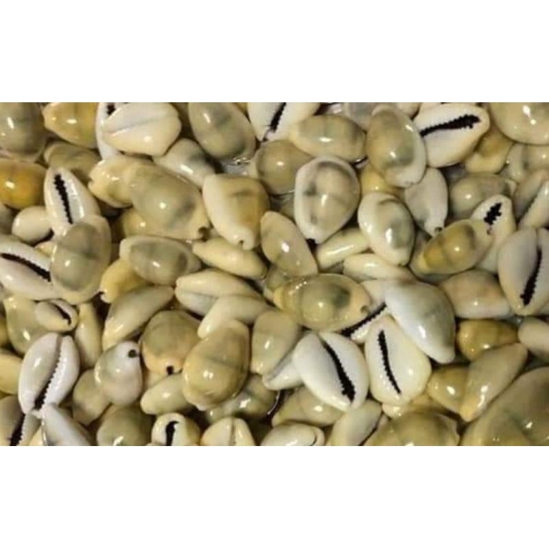 Original Lakshmi Kaudi/ Yellow Kaudi Per Piece | Shopee Malaysia