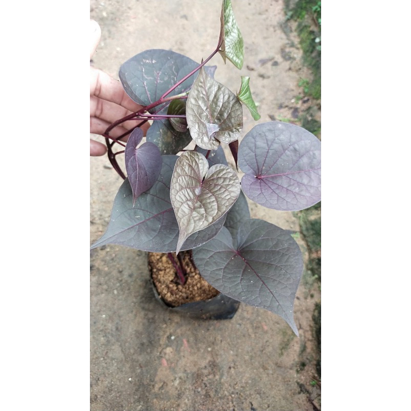 Ubi Keledek Merah anak pokok | Shopee Malaysia