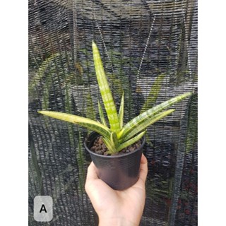 Sansevieria Cylindrica Boncel Variegated 💛💚💛 | Shopee Malaysia