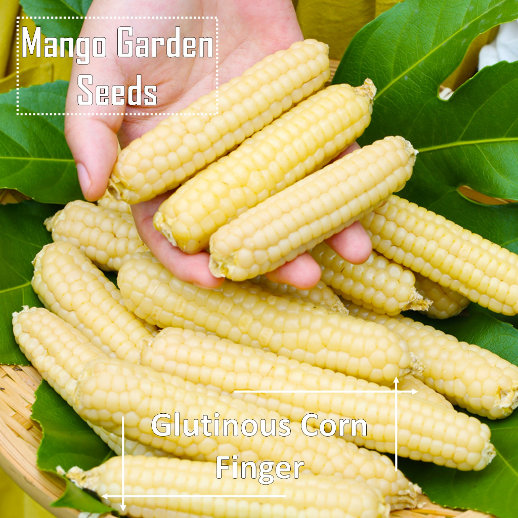 Glutinous Finger Corn - 5 Seeds *Pot Friendly* Tanam Pasu Jagung Jari ...