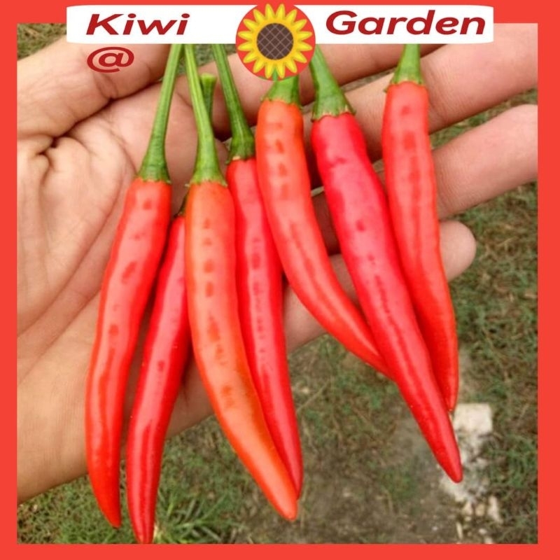 Small Pepper chili Seeds (80+/-) Benih Lada Cili Padi 小辣椒种子 Vegetable ...