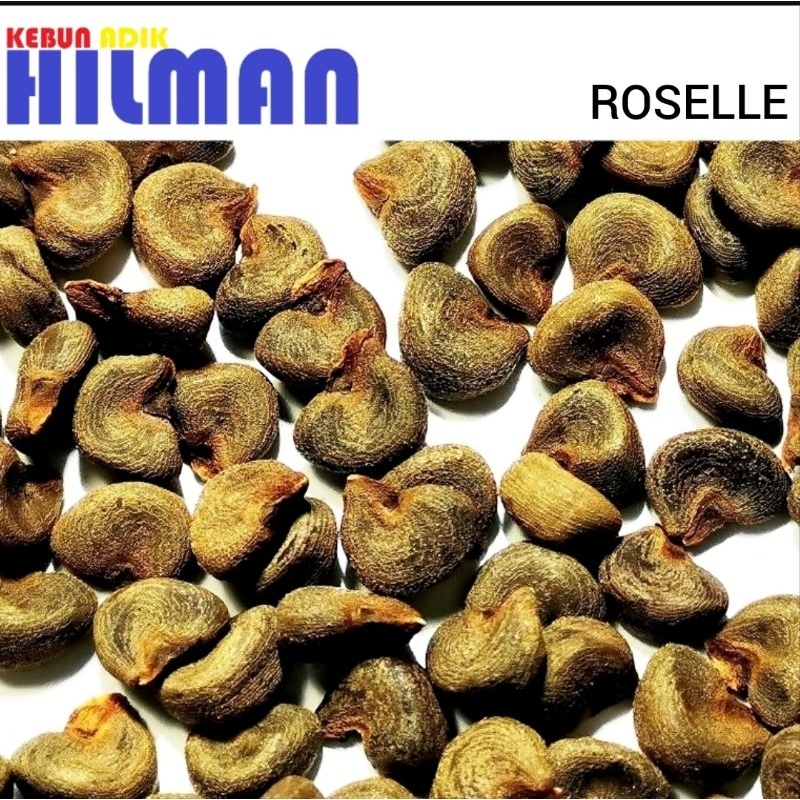 BIJI BENIH POKOK ROSELLE (POKOK RIBENA MALAYSIA) | Shopee Malaysia