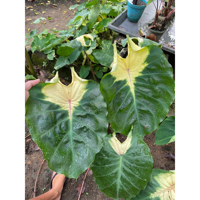 COLOCASIA JADE CRANE | Shopee Malaysia