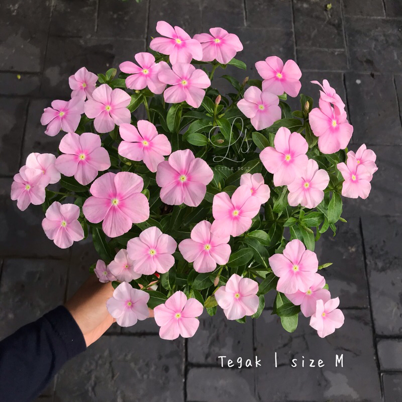 [PASTEL] POKOK VINCA RIMBUN TEGAK & JUNTAI | Shopee Malaysia