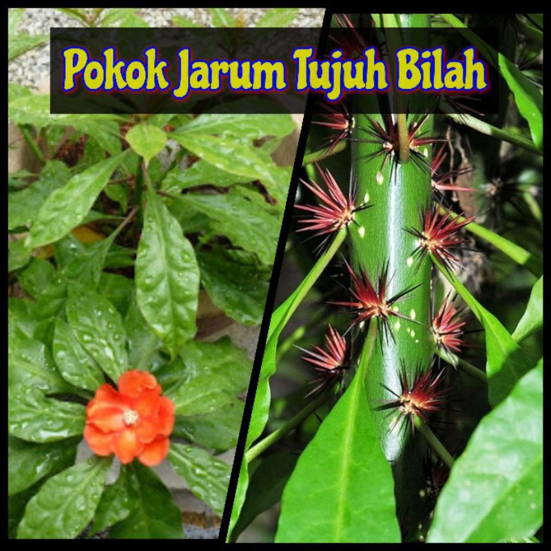 POKOK DURI TUJUH | JARUM TUJUH BILAH | Shopee Malaysia