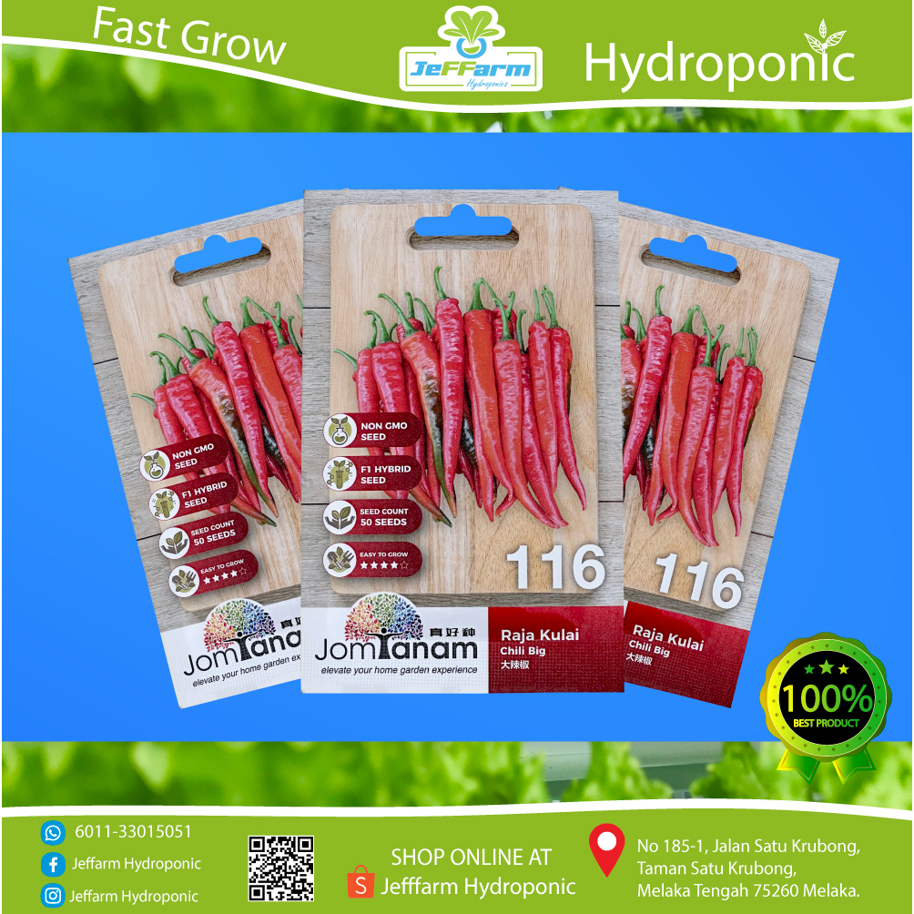 1 PKT CHILLI BIG RAJA KULAI | JEFFARM HYDROPONIC | Shopee Malaysia