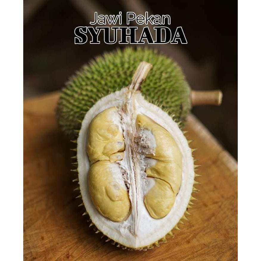 ANAK BENIH POKOK DURIAN JAWI PEKAN SYUHADA (BUNGA MERAH LOWIANUS ...