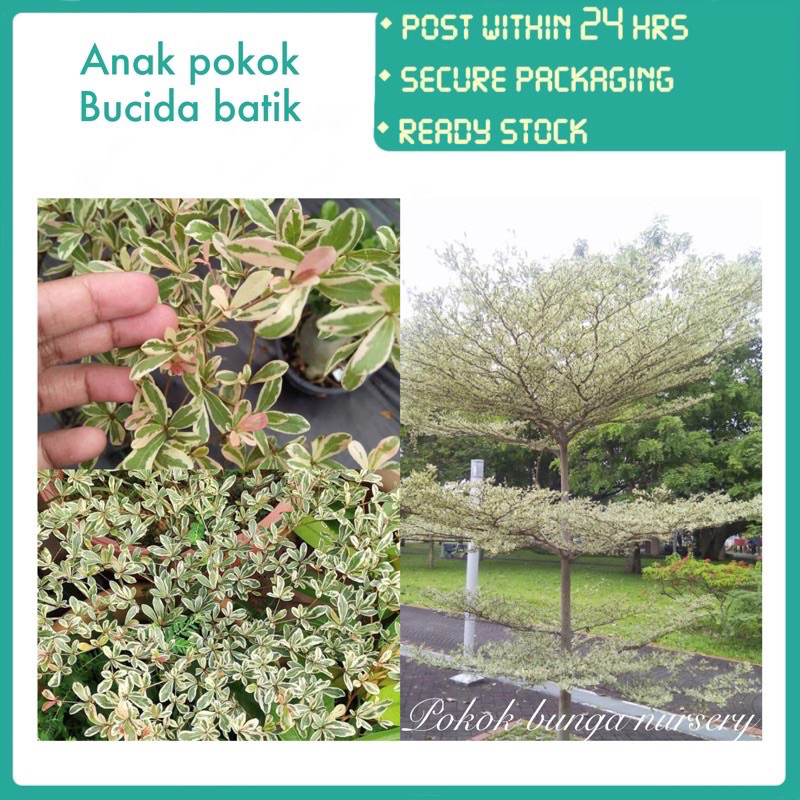 PBN - bucida batik saiz kecik - pokok bunga nursery variegated doa ...