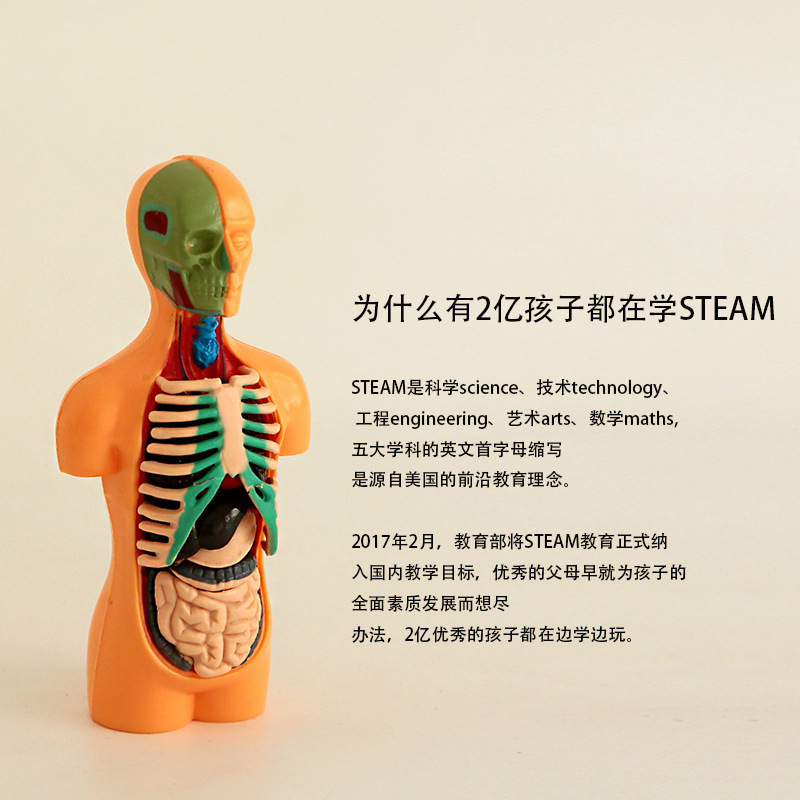 Human Body Anatomy Skeleton & Organs DIY Assembly STEM \ Science ...