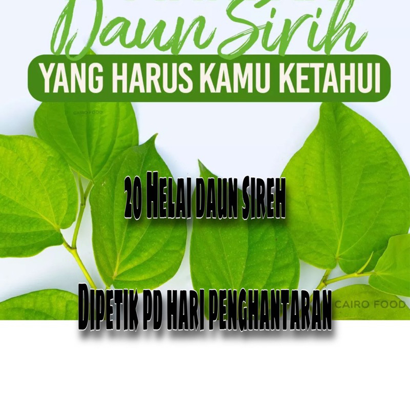 20 Helai Daun Sireh Melayu Segar Dipetik Pada Hari Penghantaran ...