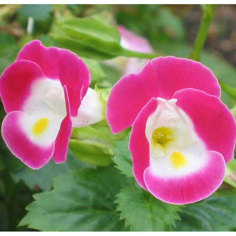 70 Torenia wish bone Seeds | Shopee Malaysia