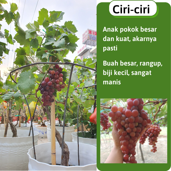 [Ready Stock] Pokok anggur jupiter besar dan kuat, anak pokok anggur ...