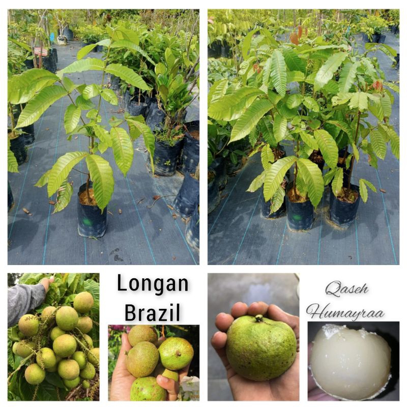 Longan Brazil Buah Besar | Shopee Malaysia