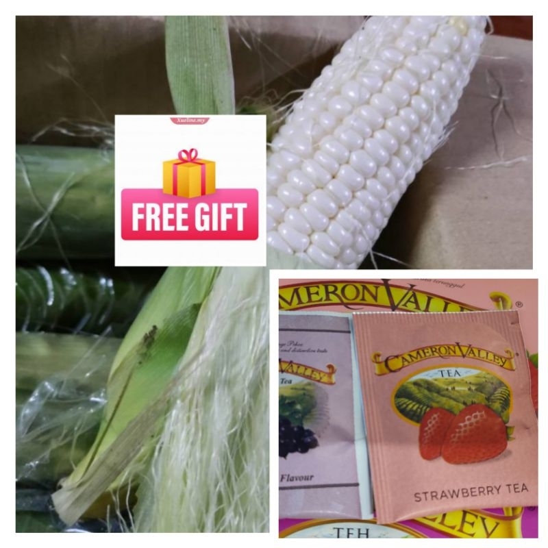 JAGUNG SUSU/JAGUNG MUTIARA CAMERON HIGHLANDS!!! | Shopee Malaysia