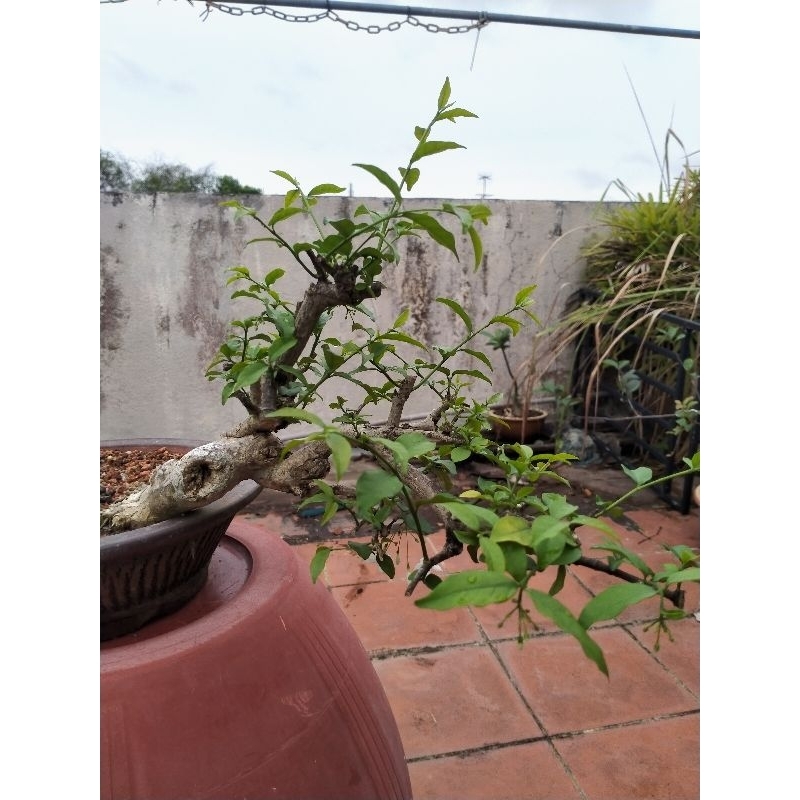 Bonsai Jeliti/ Shui mei/ wrigtria/ water jasmine/ 水梅 | Shopee Malaysia
