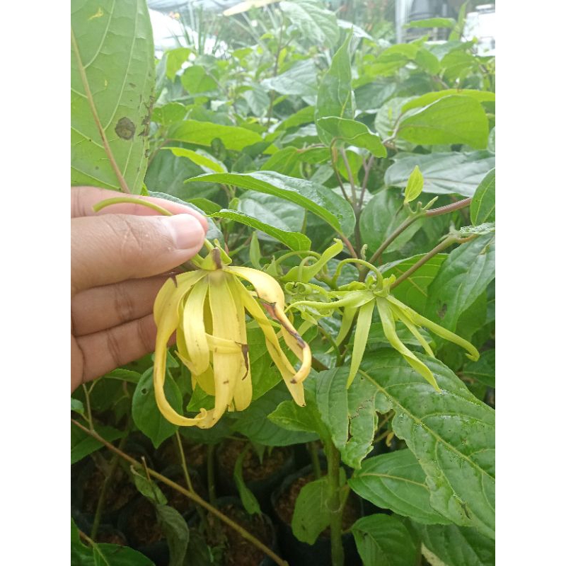 kenanga pokok bunga kenanga. tinggi 1 kaki. | Shopee Malaysia
