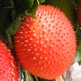 Biji Benih Bunga Daun Ubat Cina Chinese Herb Traditional Medicine ...